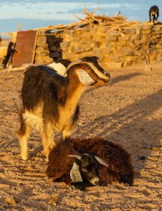 Moroccan Goats - Breed Profile - Goat Journal